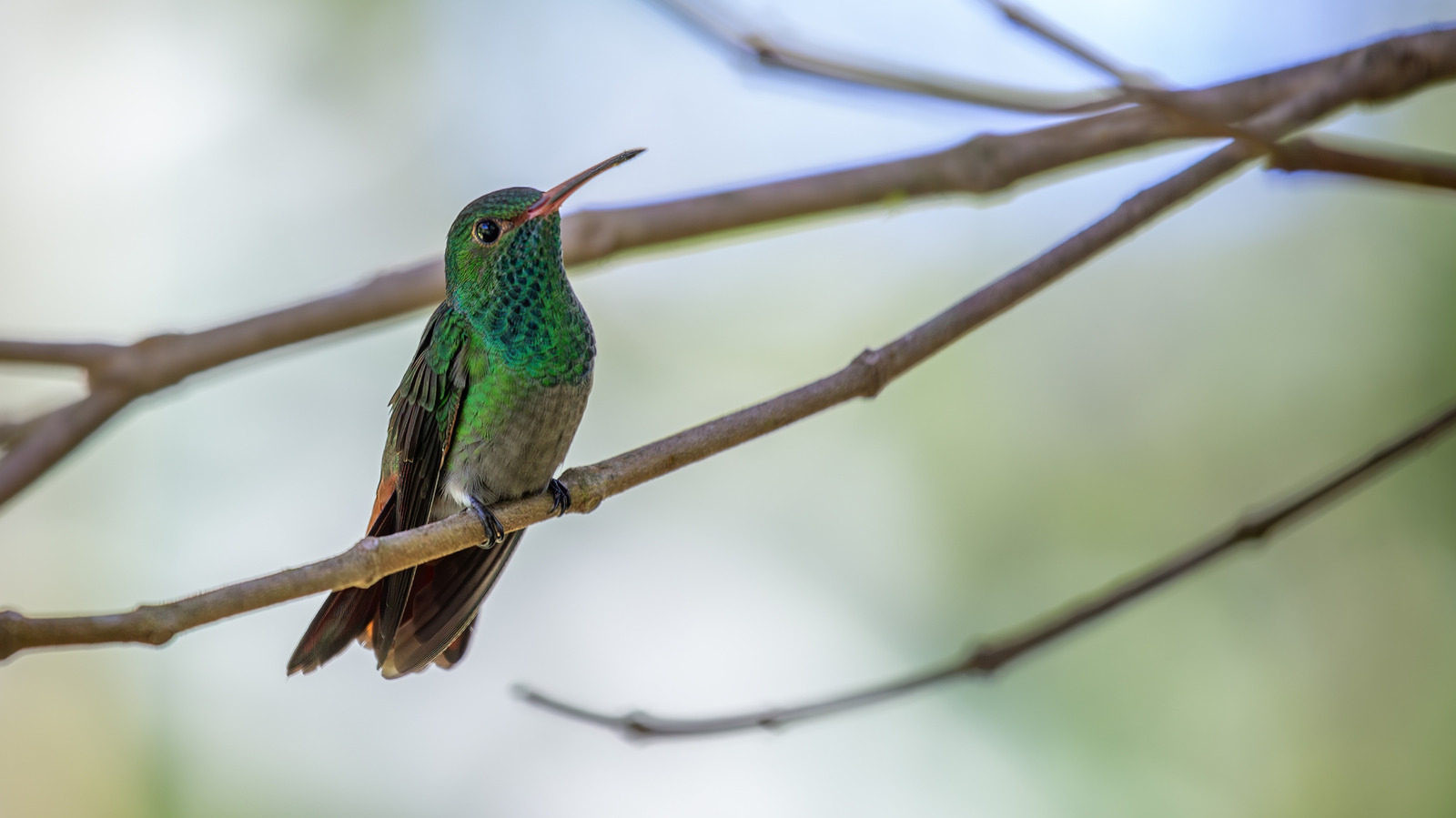 DIY A Simple Hummingbird Feeder By Using Your Collection Of Tupperware