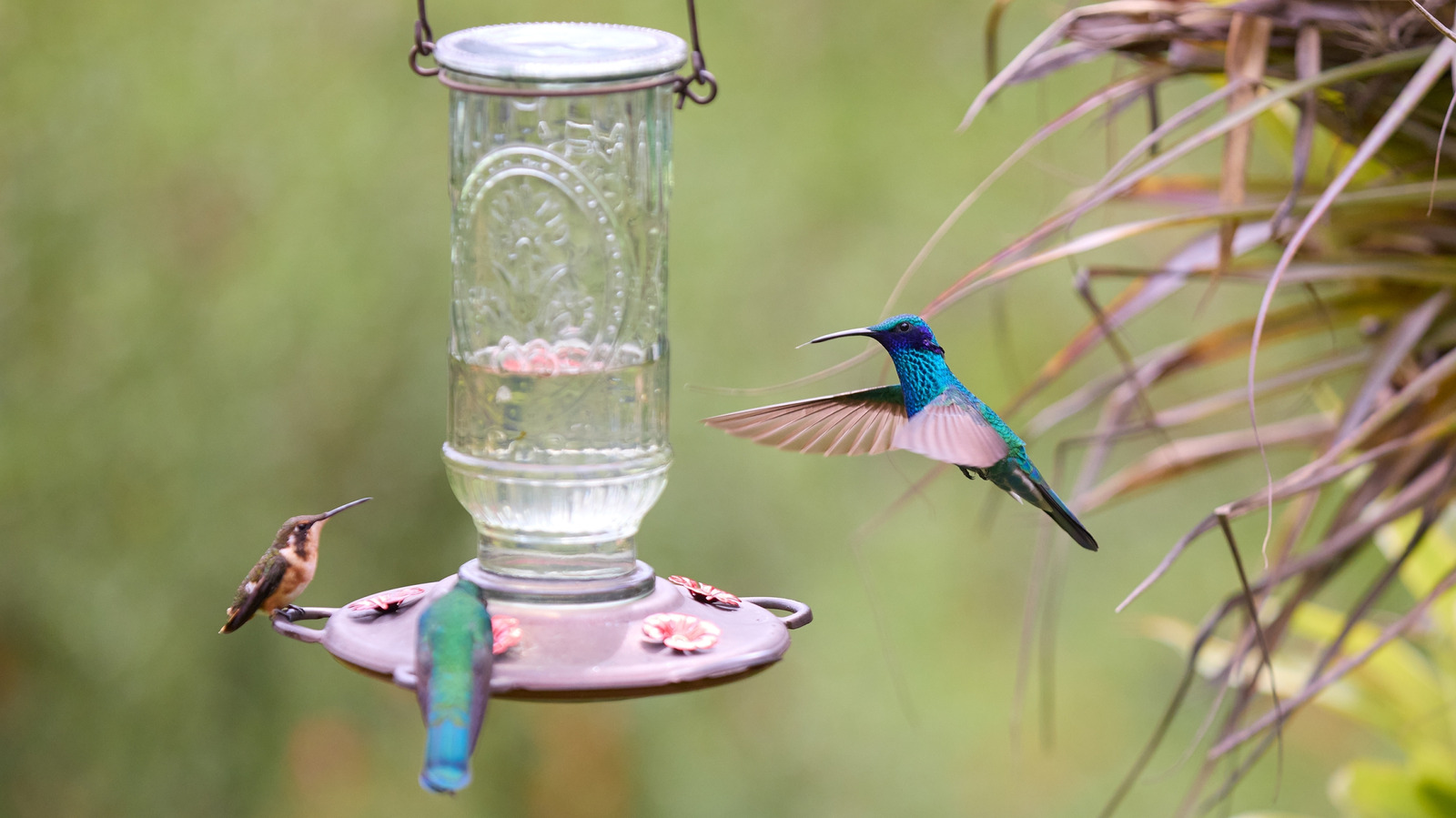 DIY The Perfect Homemade Nectar For Hummingbirds With These Ingredients
