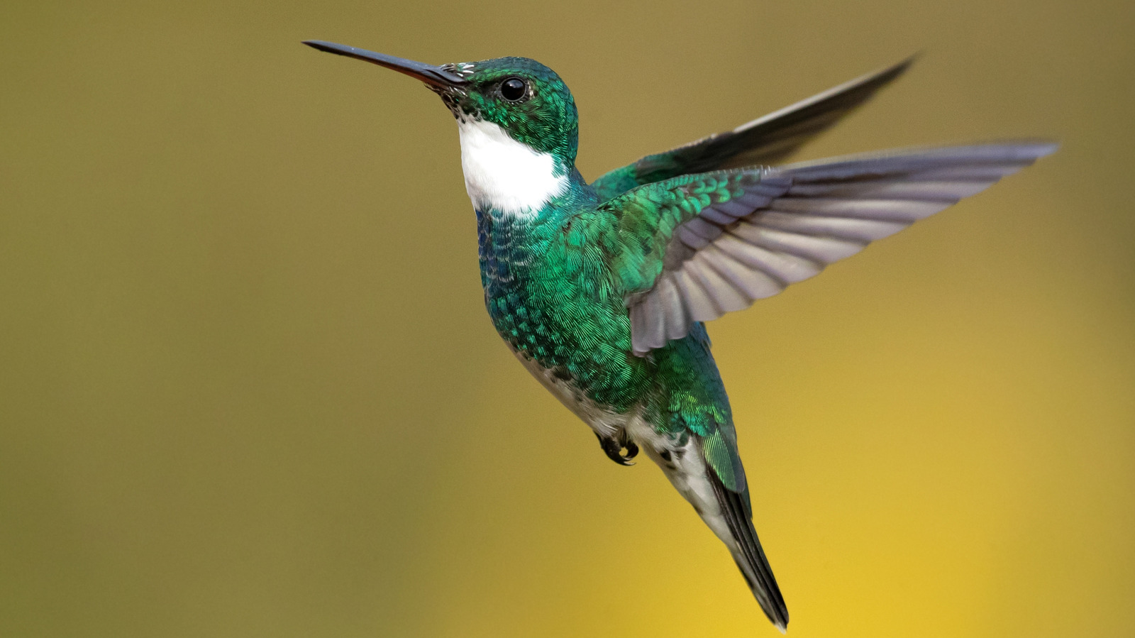 DIY The Perfect Hummingbird Haven For Your Yard With These Clever Tips