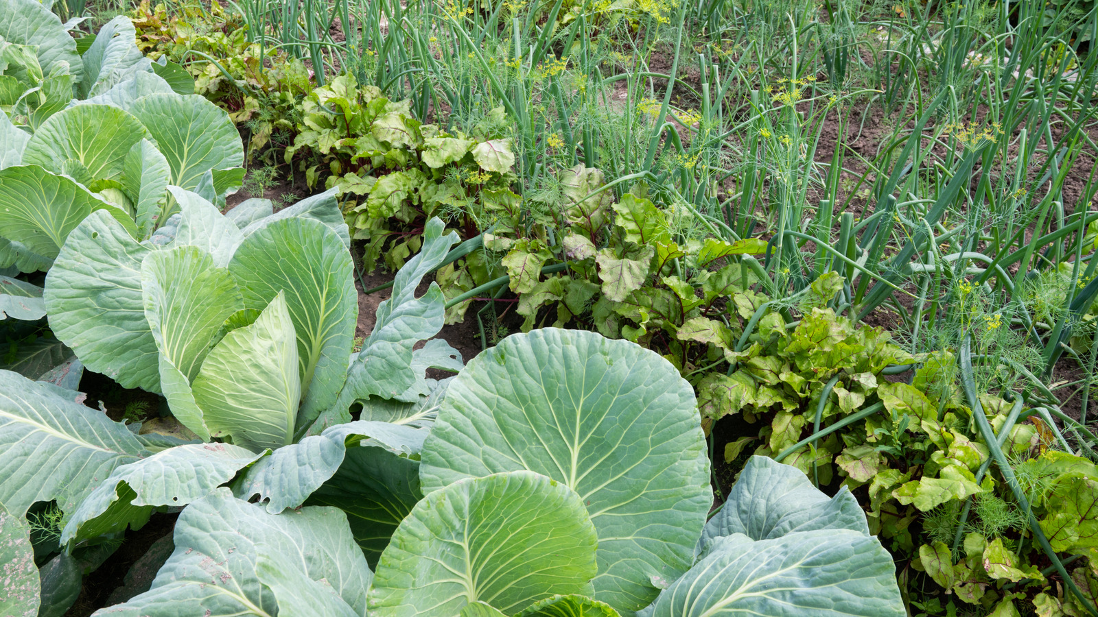 DIY Your Own Drip Irrigation System By Repurposing Extra PVC Pipes