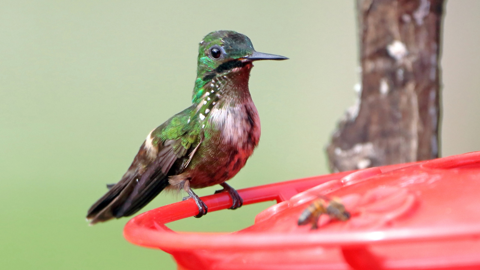 Do Hummingbirds Actually Hum? Here's What We Know