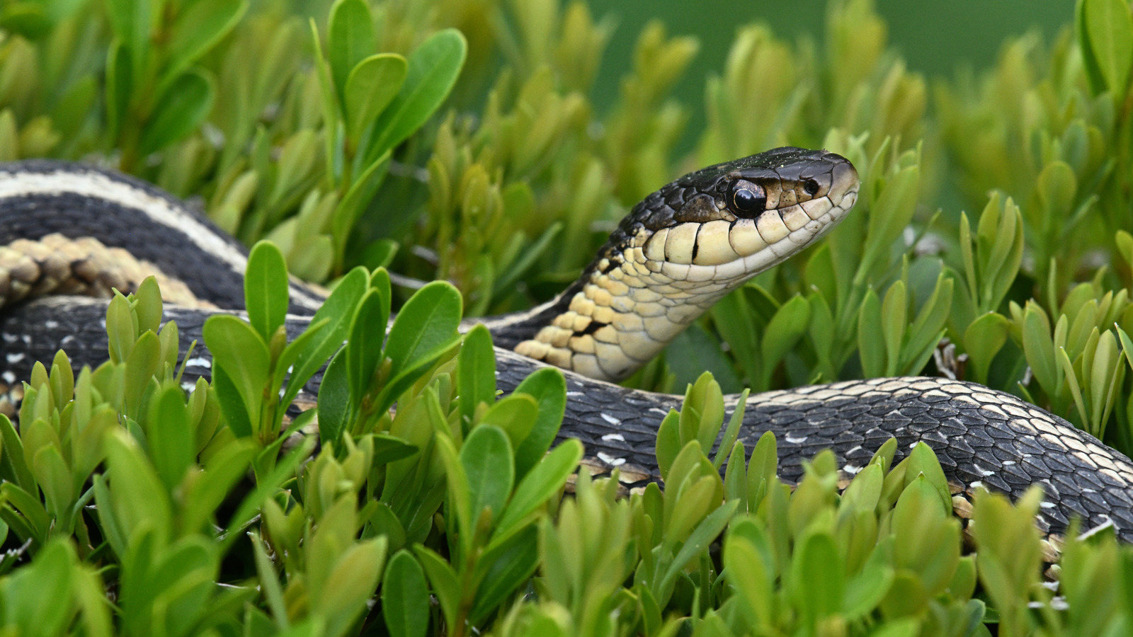 Does Eucalyptus Oil Actually Repel Snakes? Here's What We Know