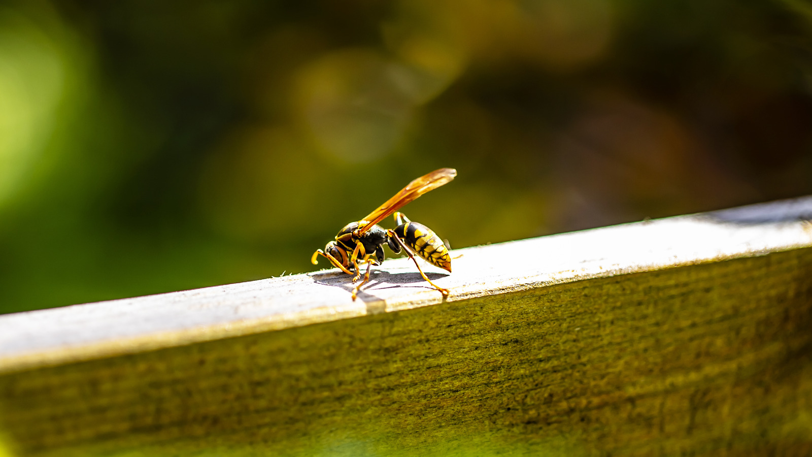 Does This Fake Wasp Nest Hack Keep Wasps Away From Your Yard?