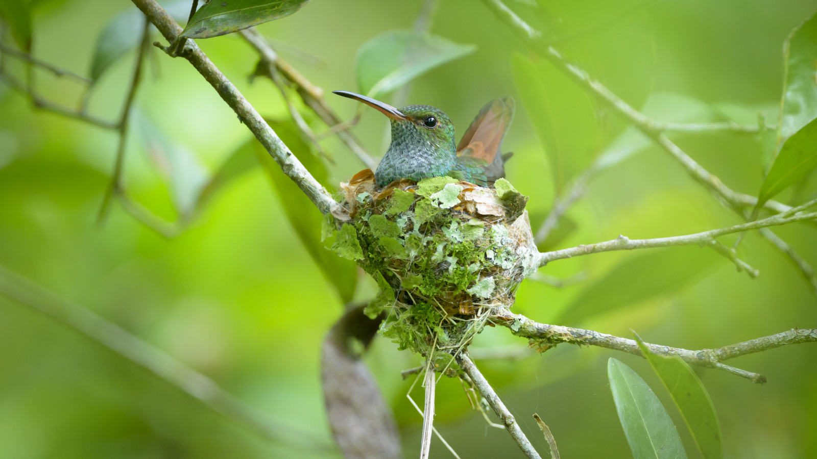 Don't Throw Away An Old Whisk, Instead Turn It Into A Bird Nesting Station