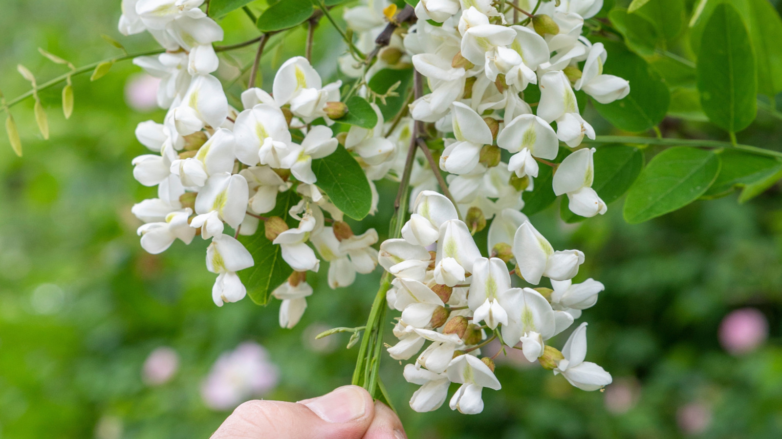 Easily Identify Any Invasive Black Locust In Your Yard With These Tips