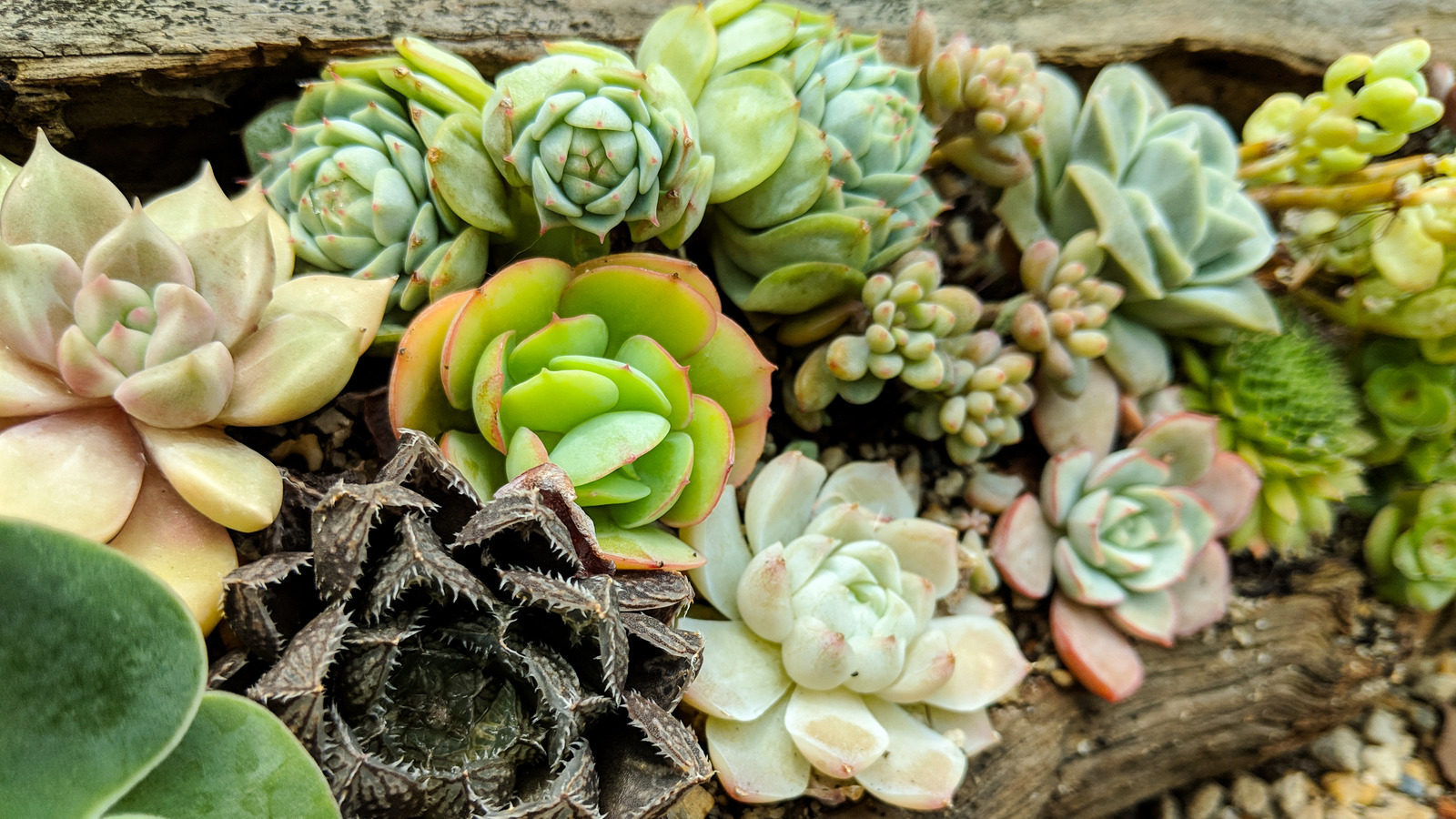 Easy Steps To Transform A Log Into The Most Gorgeous Planter