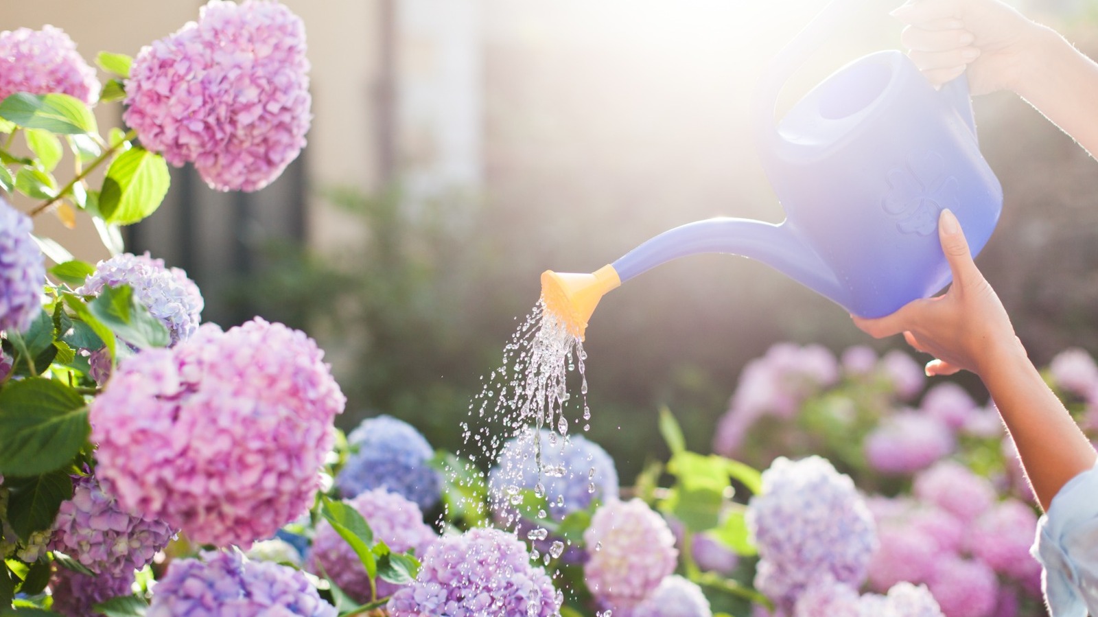 Spring Fertilizing Tips To Try Out On Your Hydrangeas