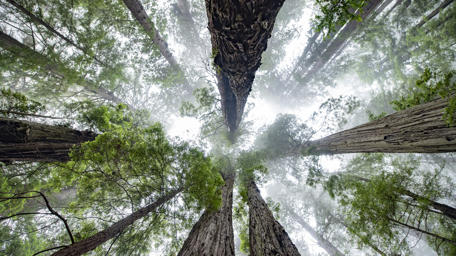 Explore The Beauty And Secrets Of Redwood National Park At This Must ...