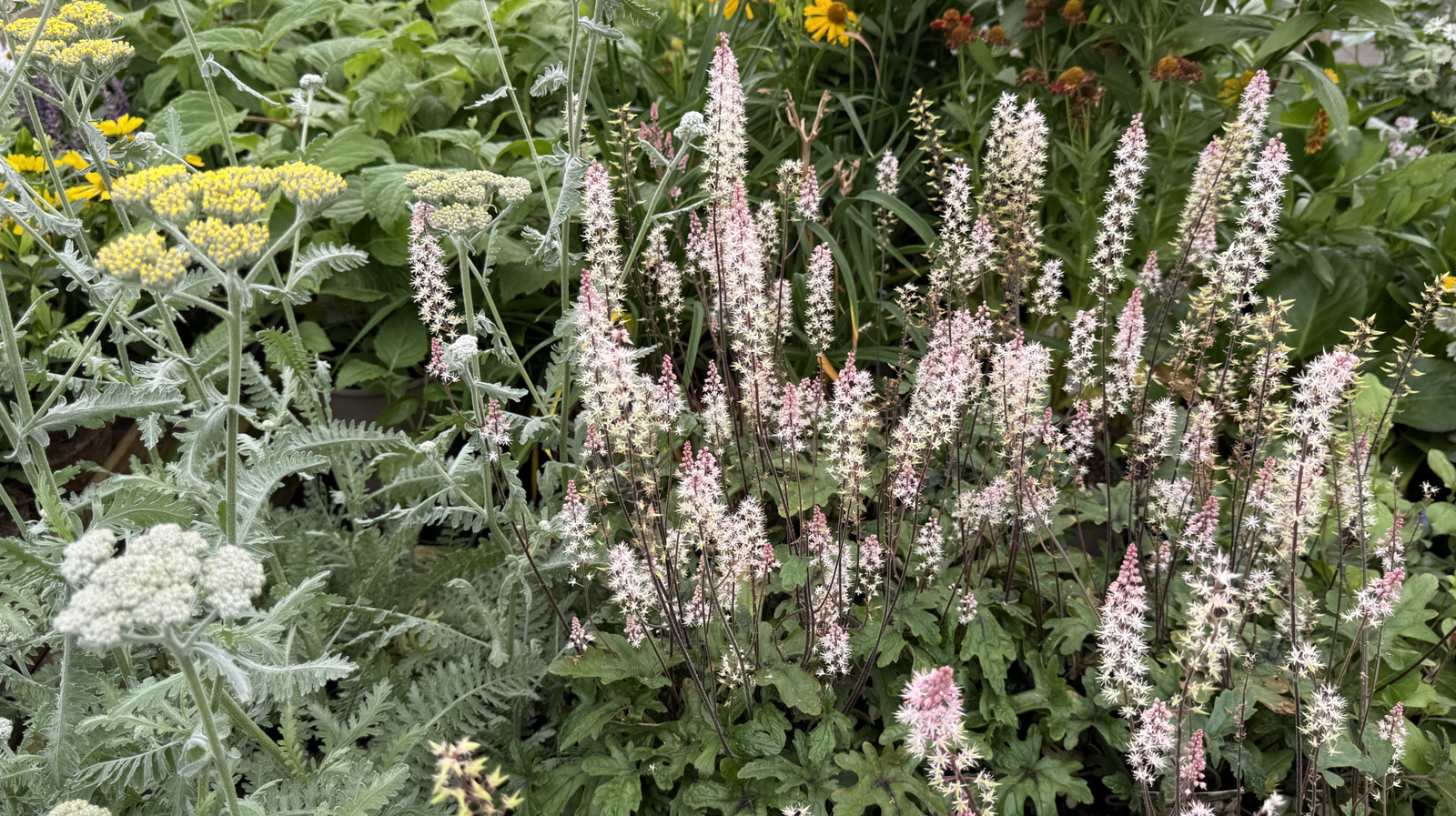 Fill Your Garden With Fabulous Fragrance After Planting A Unique Perennial