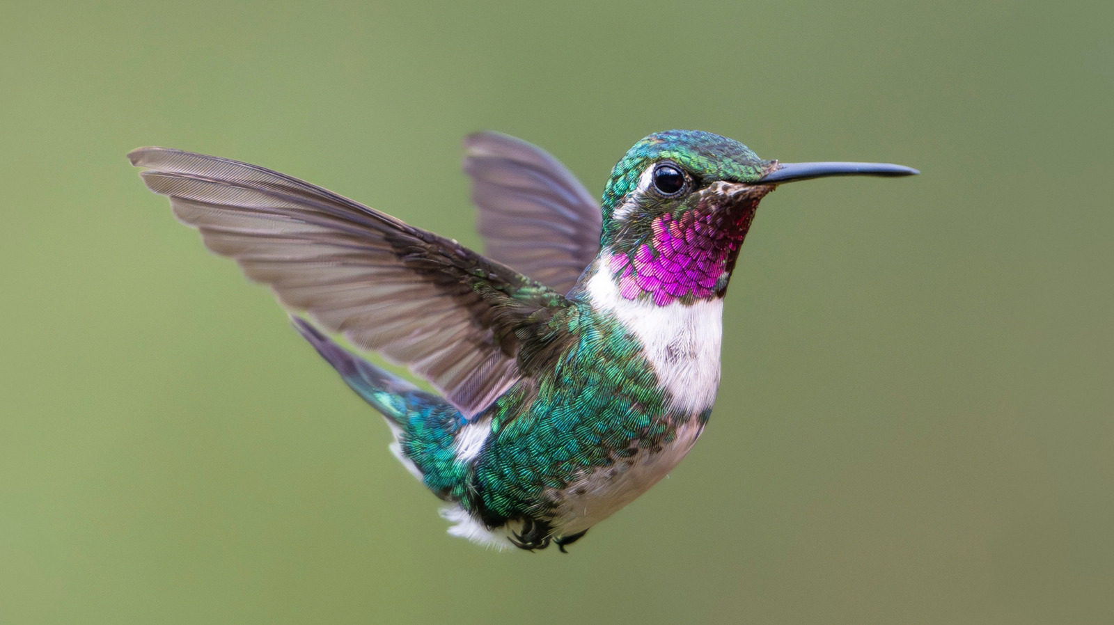 Fill Your Garden With Hummingbirds And Pollinators By Planting This Red ...