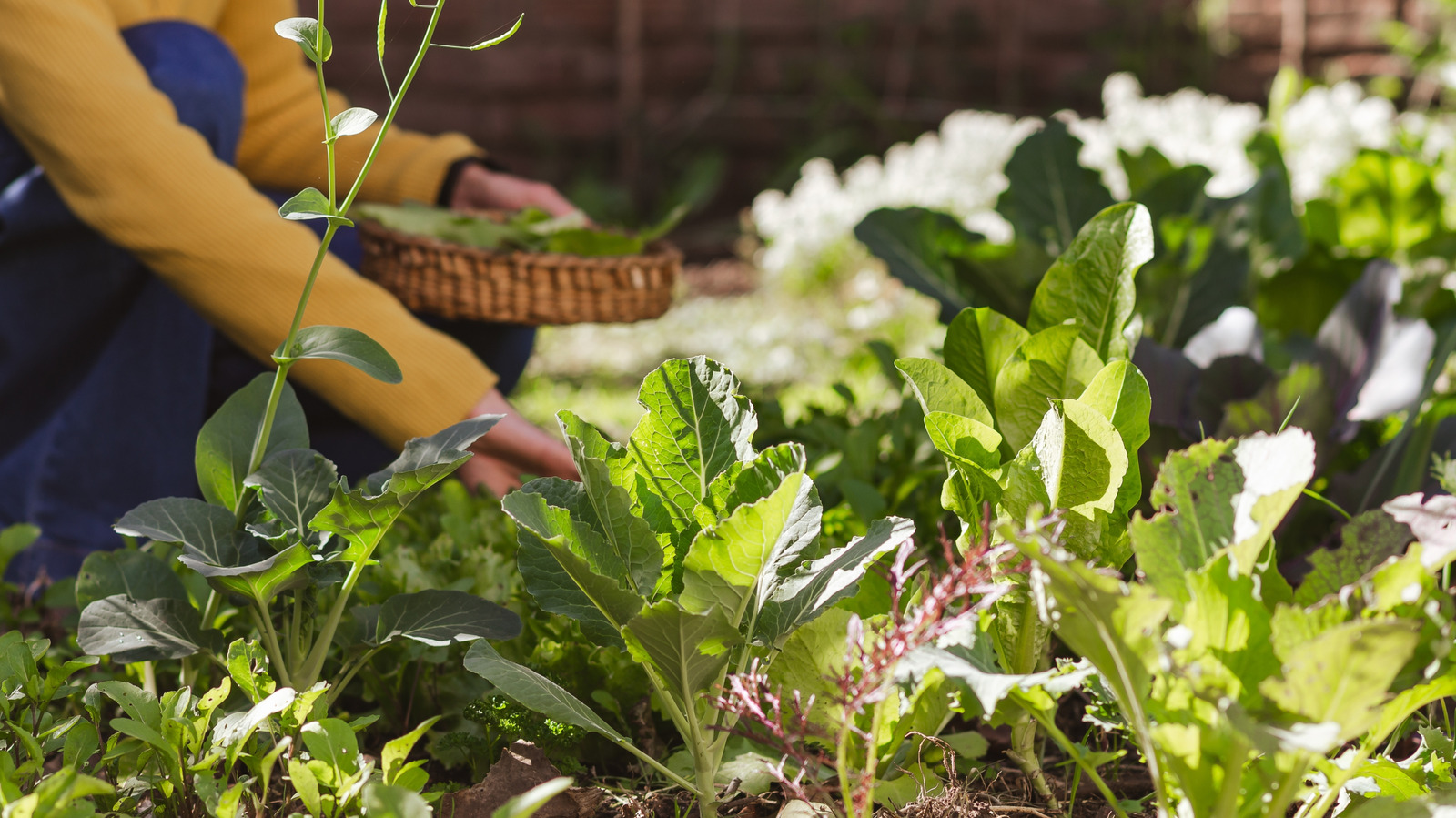 For A Thriving Spring Vegetable Garden, Plant These Leafy Greens During ...