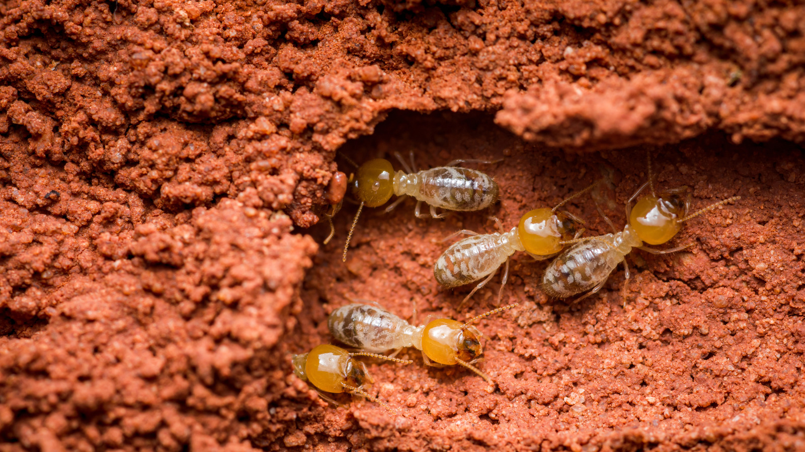 Say Goodbye To Termites With A Natural Solution They Can't Survive