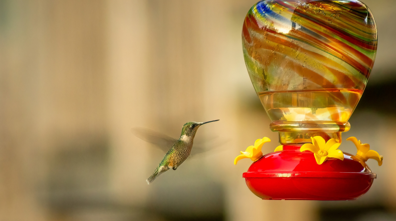 Glass Or Plastic Hummingbird Feeders: Which Is Right For Your Yard?