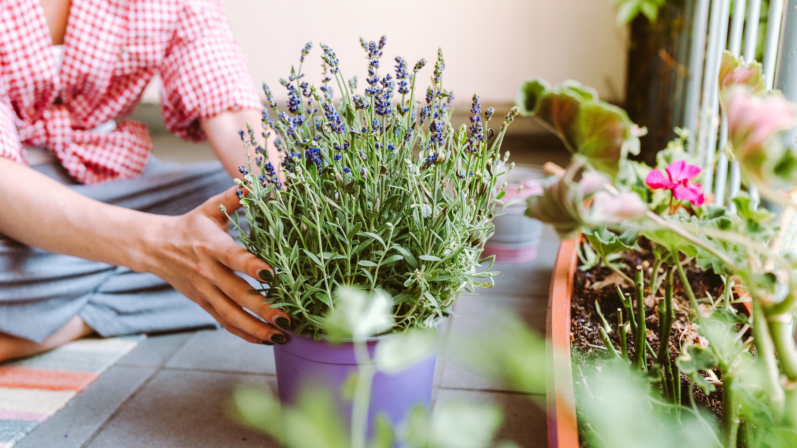 Grow A Healthy Lavender Houseplant With These Simple Tips