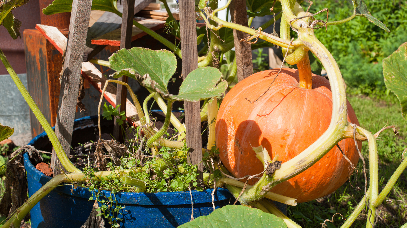 Grow Pumpkins On A Balcony With These Container Gardening Tricks