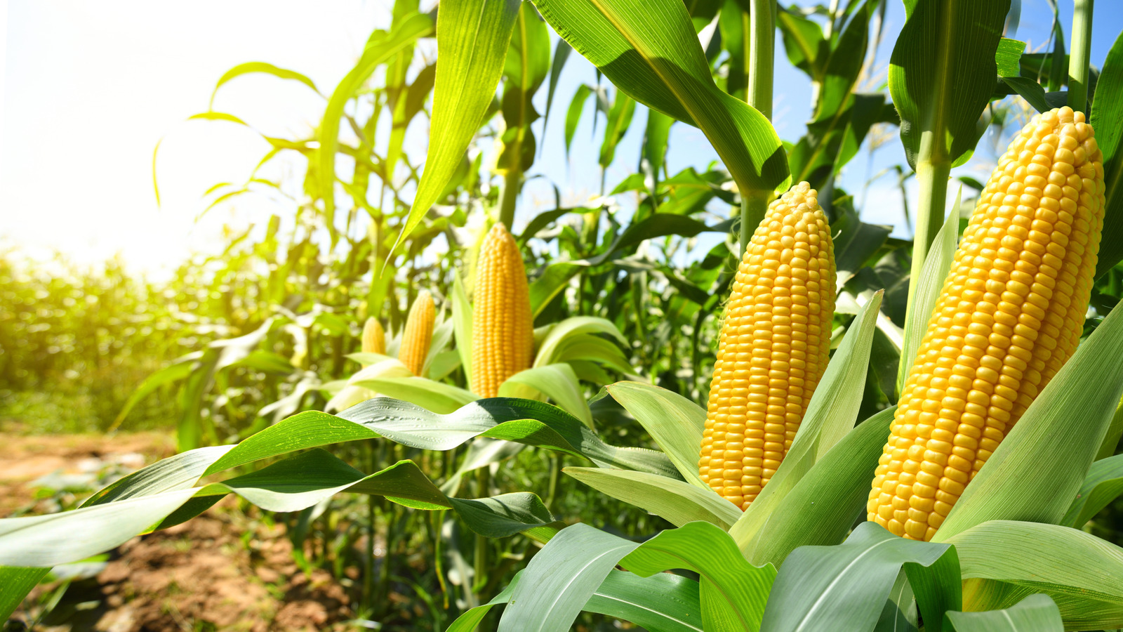 Grow Tasty Sweet Corn In Your Garden With These Helpful Tips