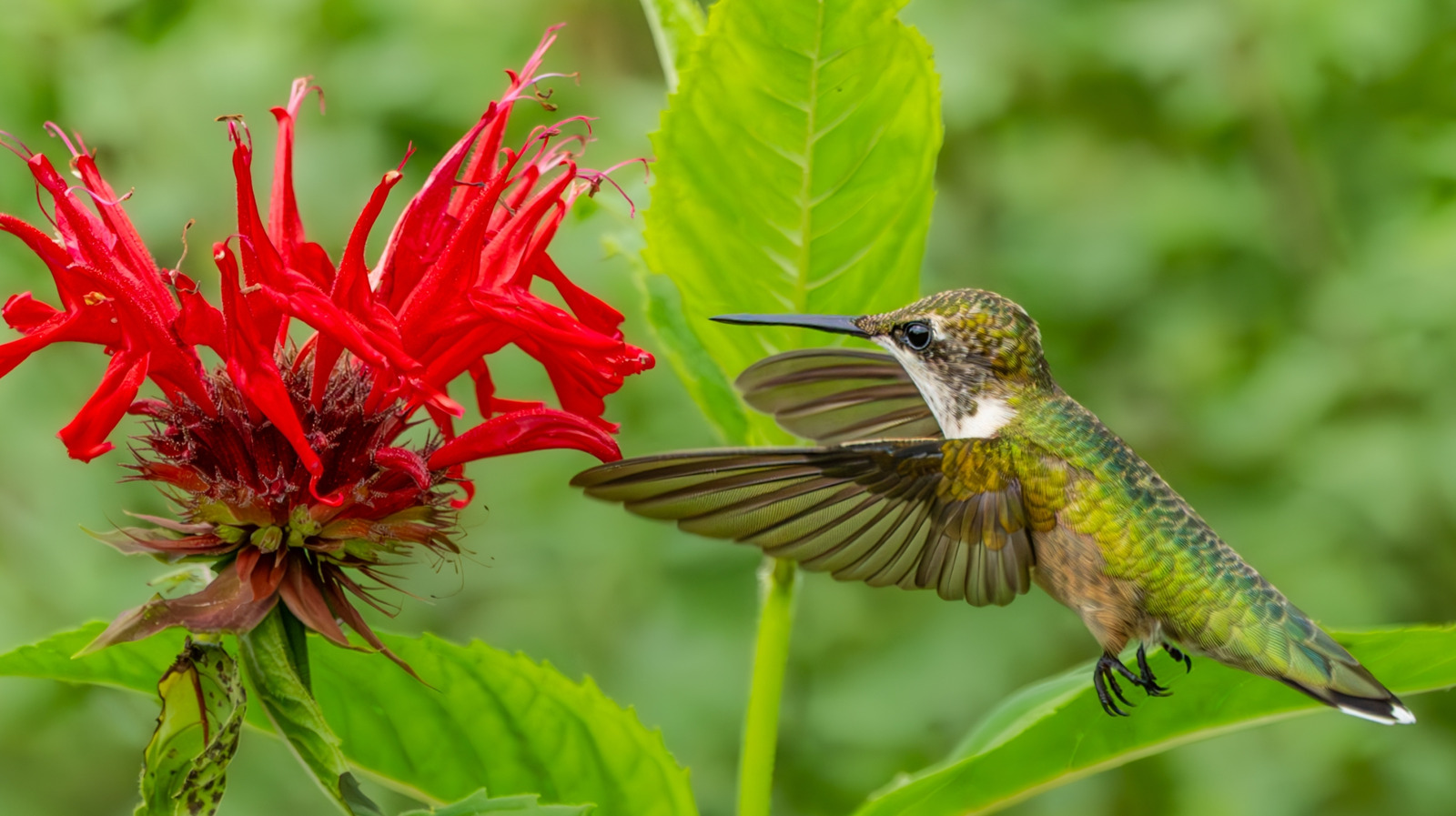 Grow These Two Plants Together For A More Hummingbird-Friendly Garden