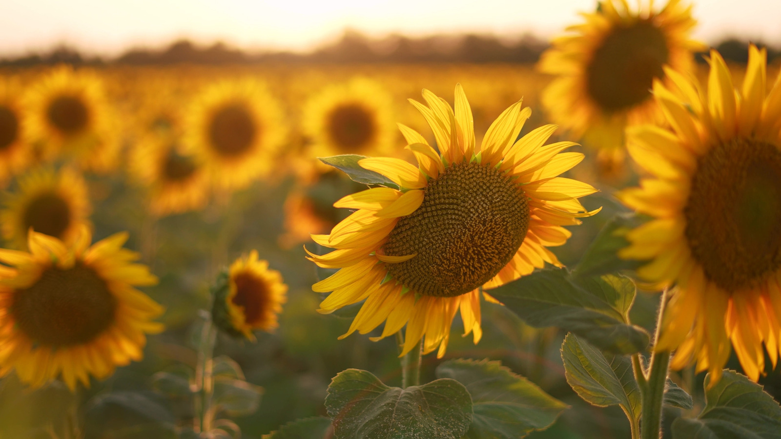 Help Sunflowers In Your Garden Thrive With These Seed-Sowing Tips
