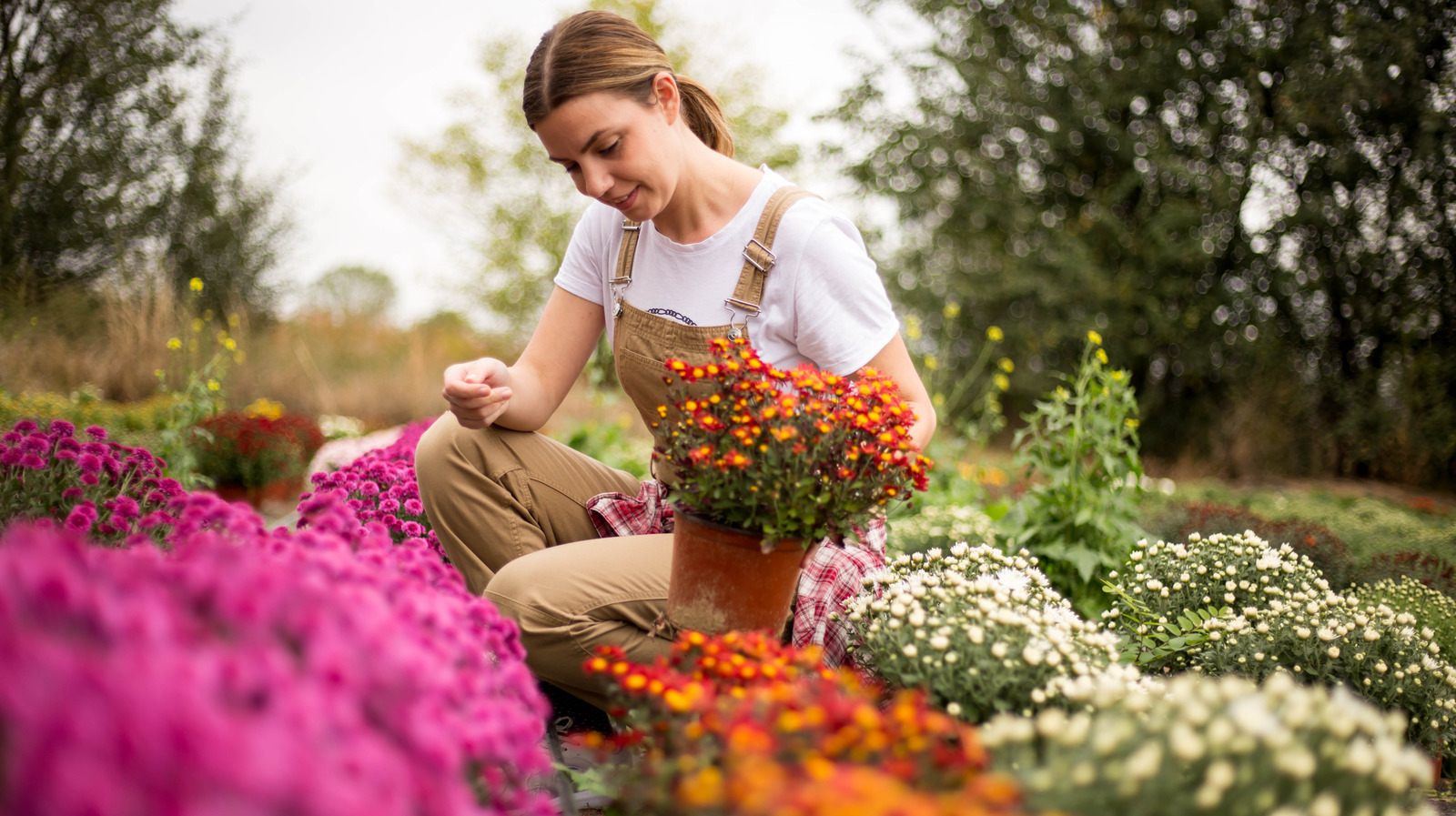 Repotting May Be The Key To Thriving Outdoor Mums