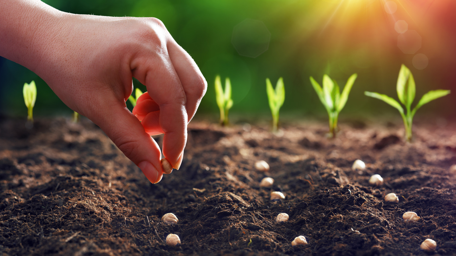 Here's How Deep You Should Plant Seeds For Successful Growth