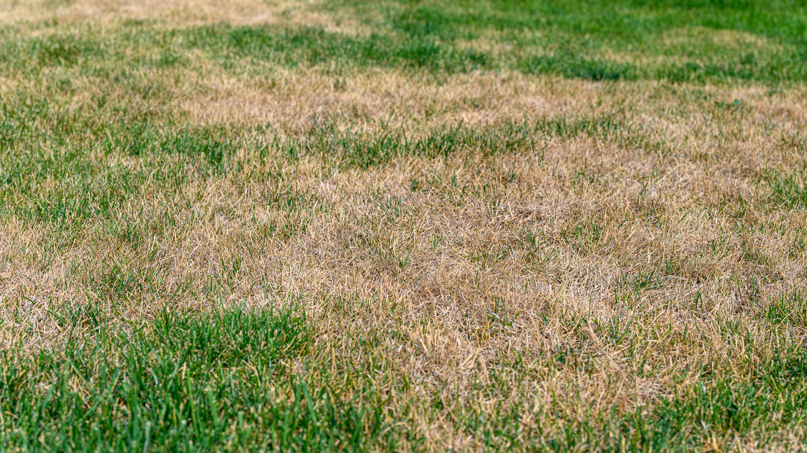Here's How You Can Tell If It's Time To Kill Your Grass And Start Over