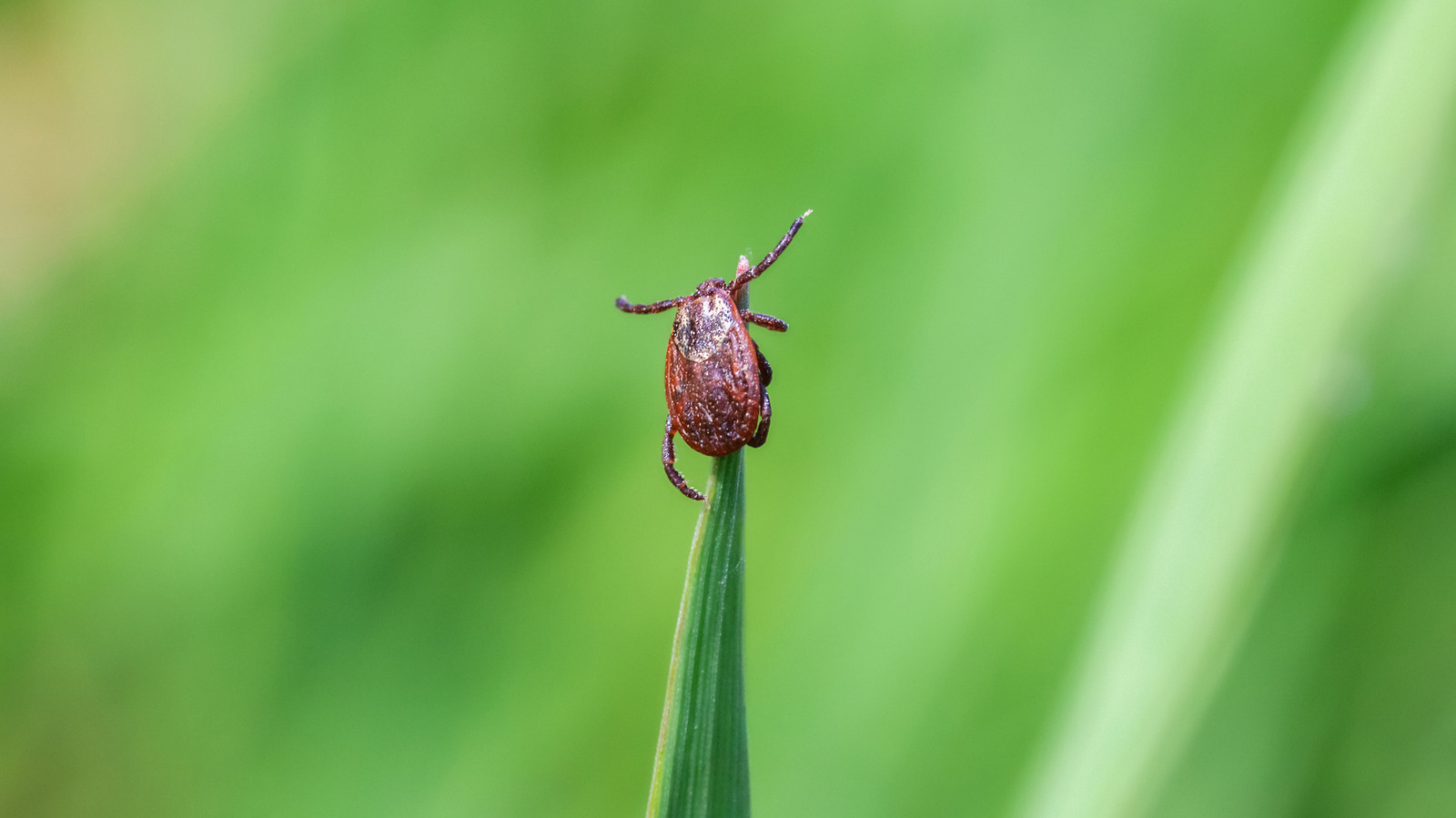 Here's What You Should Do After You Remove A Tick