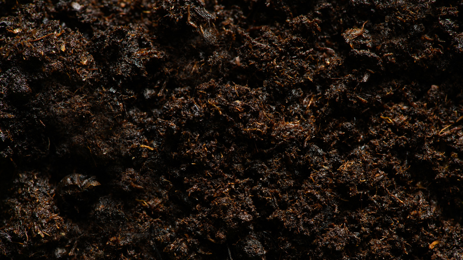 Here's Why Maggots Are In Your Garden Soil & How You Can Get Rid Of Them