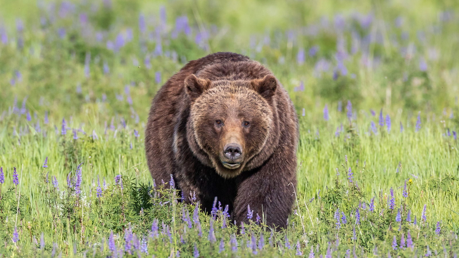 Here's Why We May Start Seeing Grizzly Bears In Utah Again