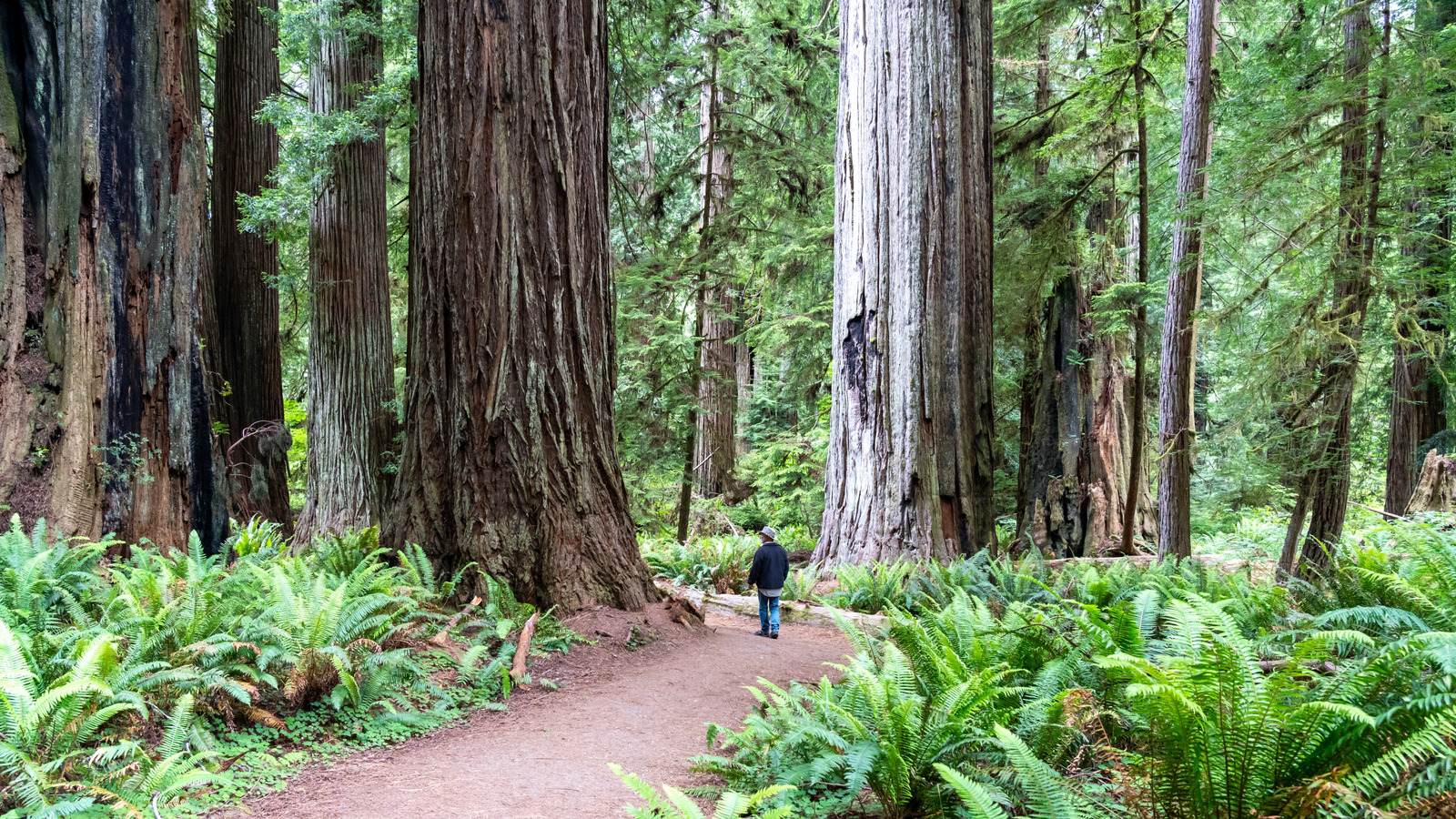 Hike To One Of The Tallest Trees In Redwood National Park On This Trail