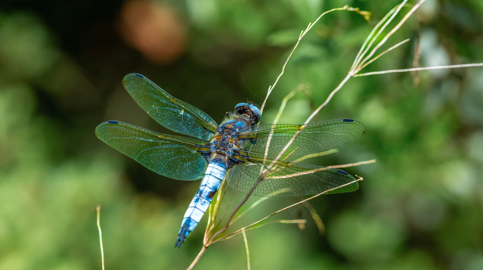 How Dragonflies Benefit Your Garden (And Easy Hacks To Attract Them)