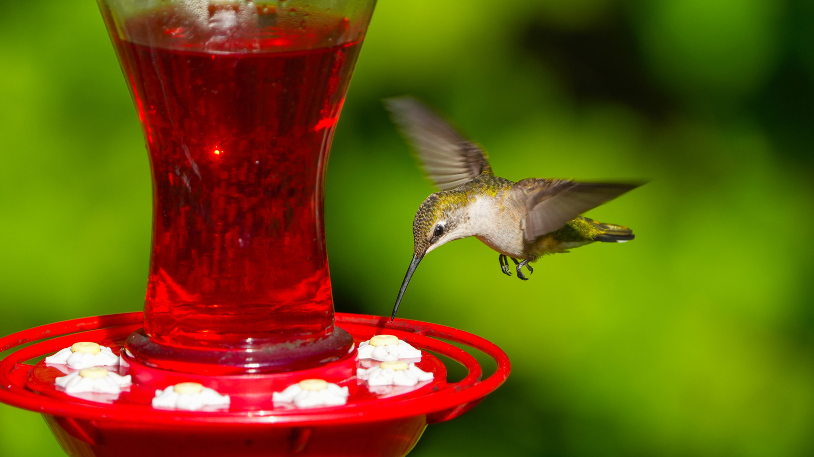 How Heavy Rain Affects Hummingbird Feeders (And A Helpful DIY Solution)