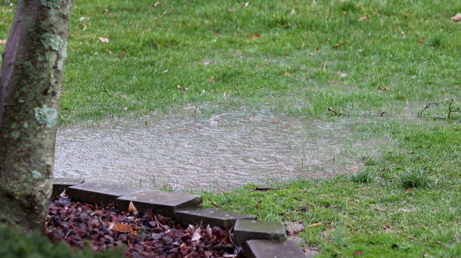 How Native Plants Can Help Prevent Your Yard From Flooding During Heavy ...