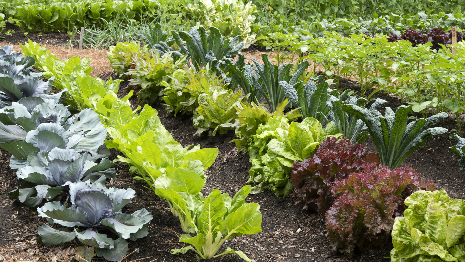 How To Choose The Best Layout For A Thriving Vegetable Garden