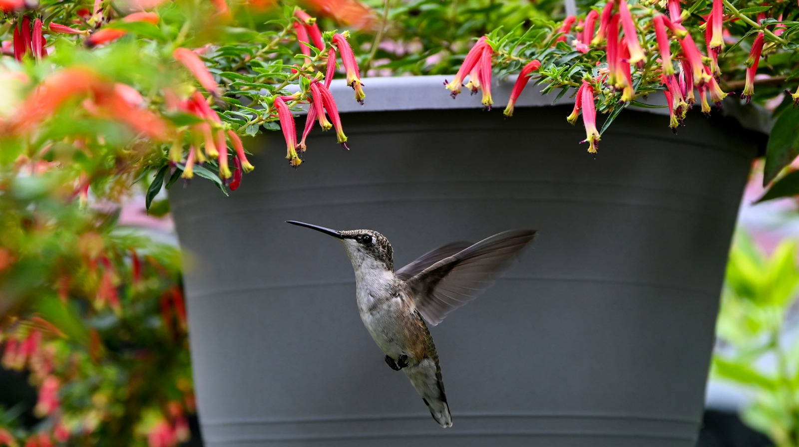 How To Create The Perfect Hummingbird-Friendly Container Garden
