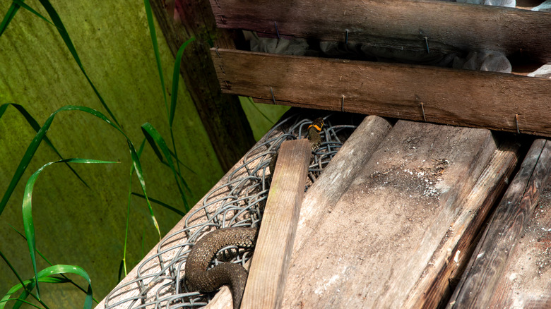 How To Detect And Identify The Snakes In Your Yard