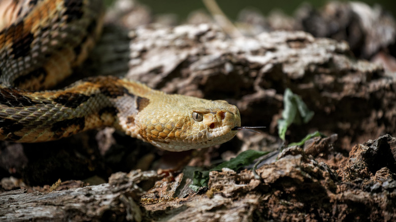 How To Detect And Identify The Snakes In Your Yard