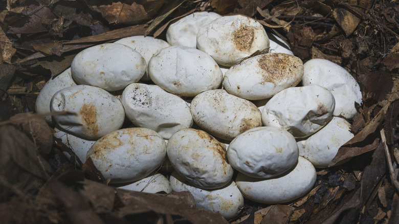 How To Detect And Identify The Snakes In Your Yard