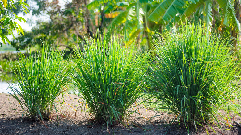 How To Detect And Identify The Snakes In Your Yard