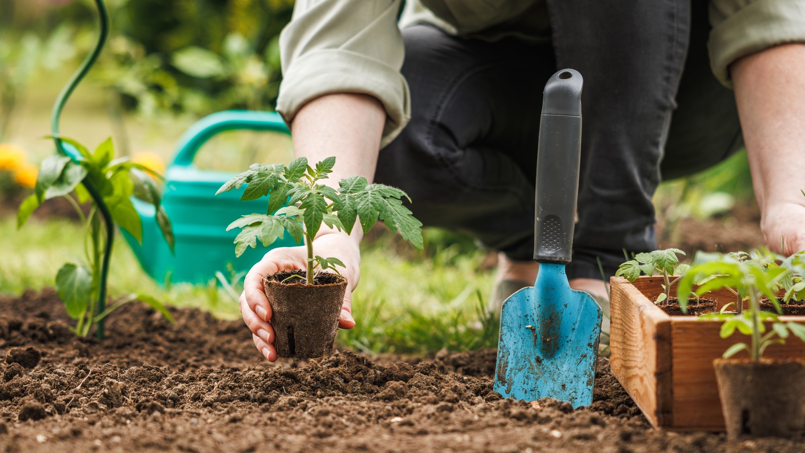 How To Determine What Plant Hardiness Zone You Live In And What It Means