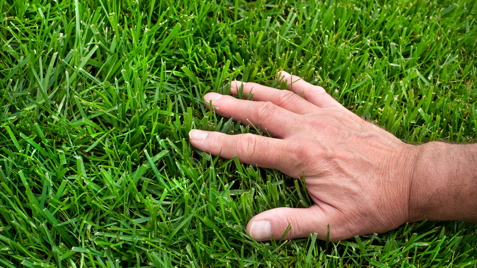 How To Determine When Epsom Salt Should Be Applied To Your Lawn