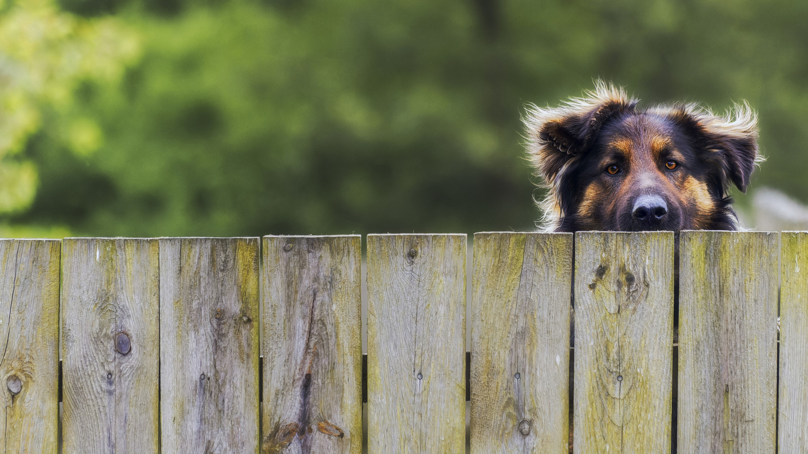 How To Dog-Proof Your Fence To Keep Your Furry Friend Safe In Your Backyard