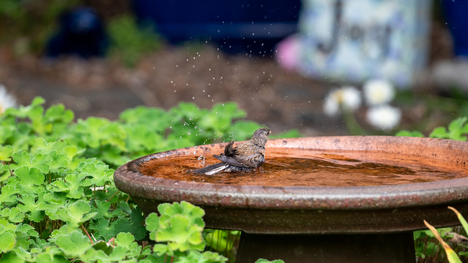 How To Easily Keep Your Birdbath From Losing Water