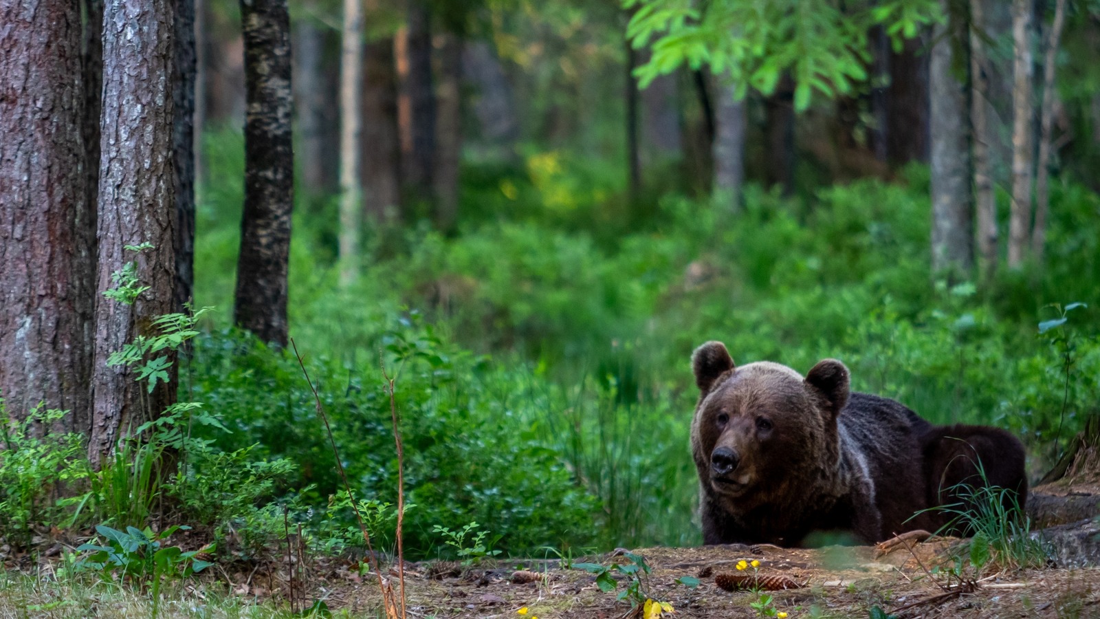 How To Easily Tell The Difference Between Grizzly And Black Bears