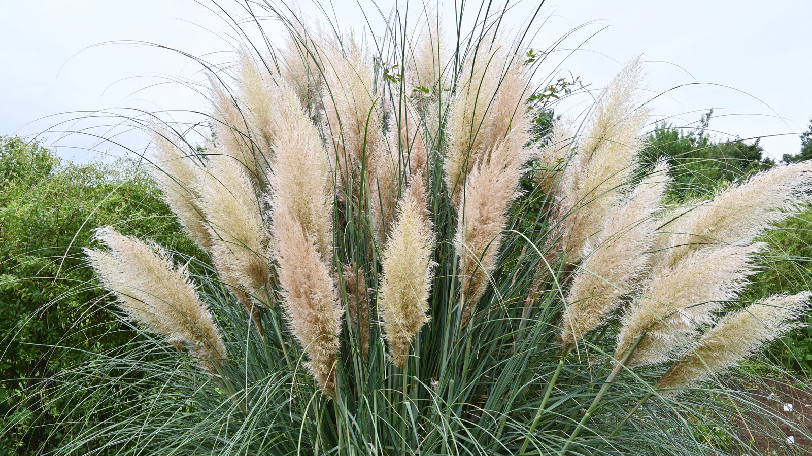 How To Get Rid Of Invasive Ornamental Grass Species In Your Yard