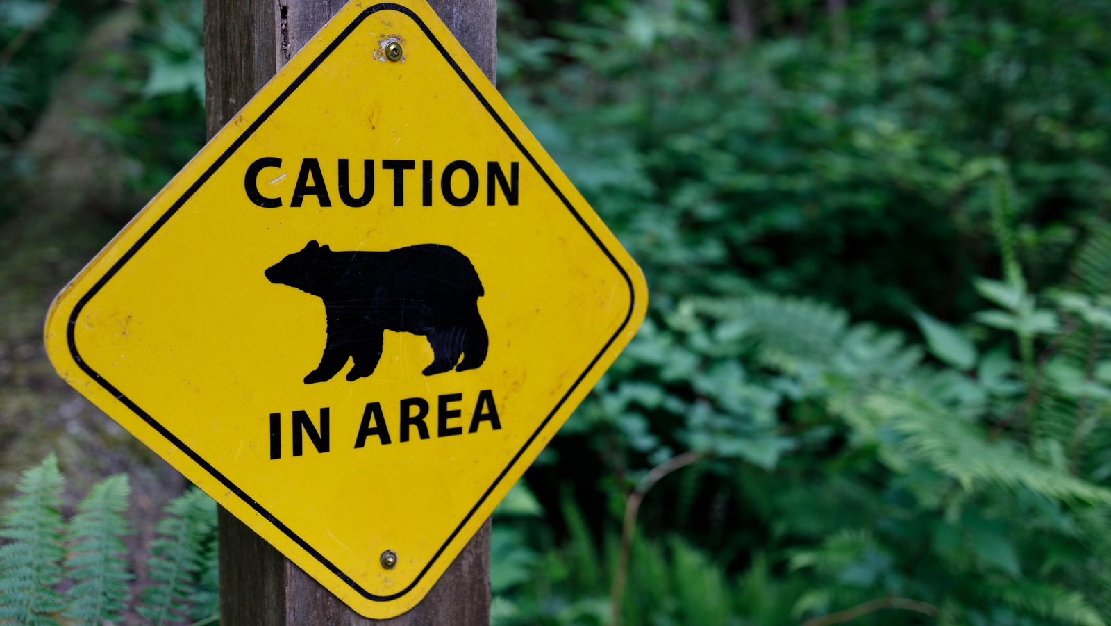 How To Identify Bear Poop To Tell If One Is Nearby