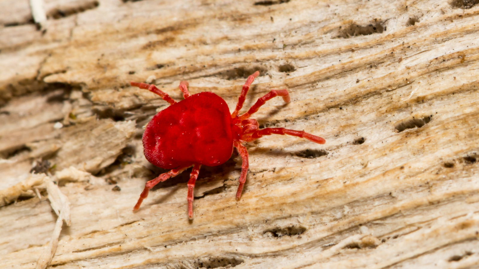 How To Keep Chigger Bugs Away From Your Bird Feeder