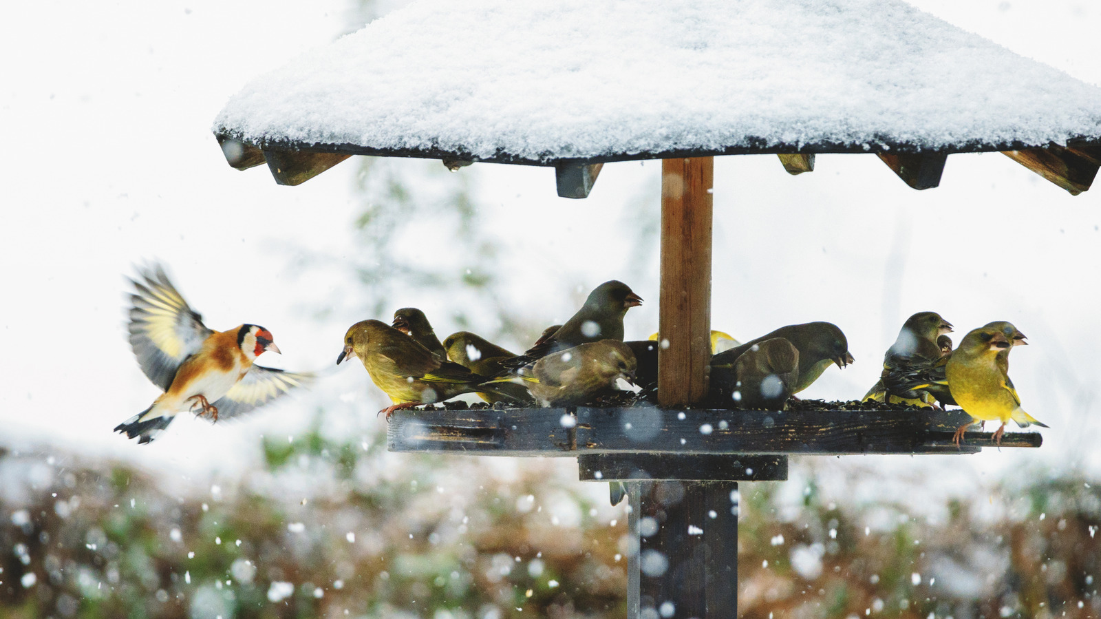 How To Keep Your Bird Feeder Safe During The Harsh Winter Months