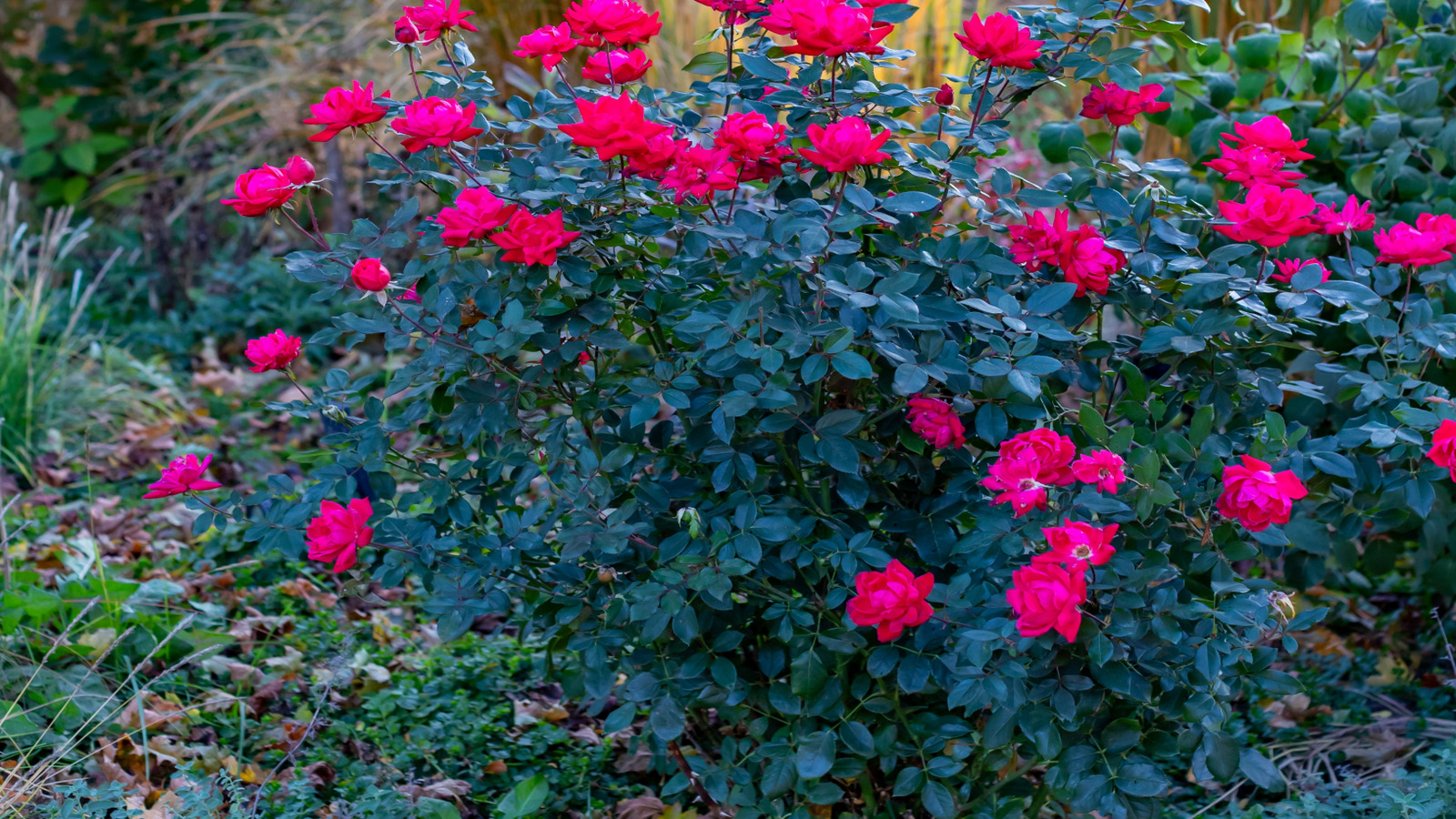 How To Keep Your Garden Roses Blooming In Fall