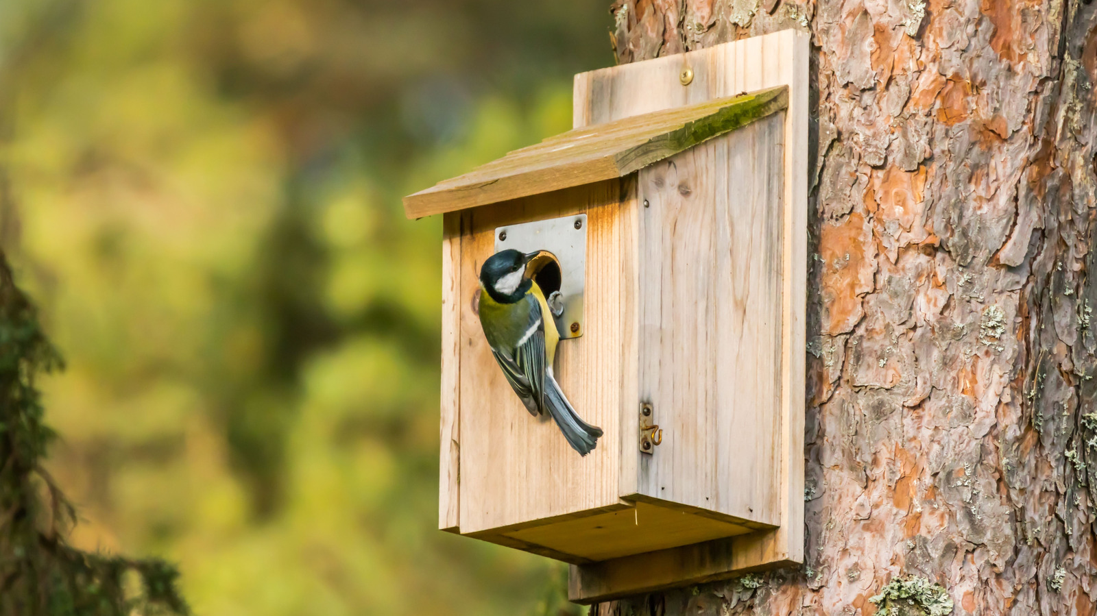 How To Prepare Your Birdhouse For The Cooler Months