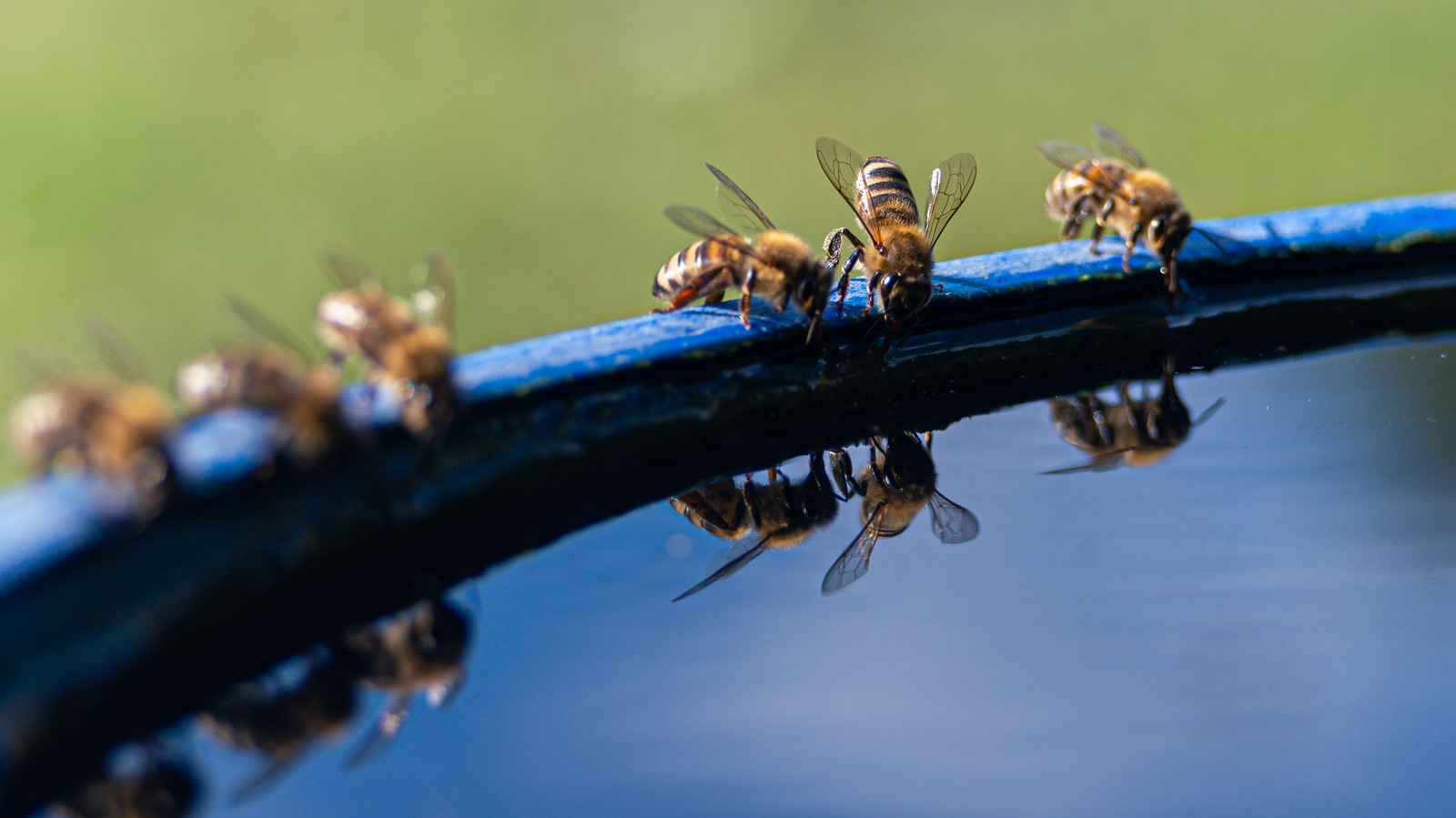 How To Prevent Small Flying Insects From Drowning In Your Birdbath